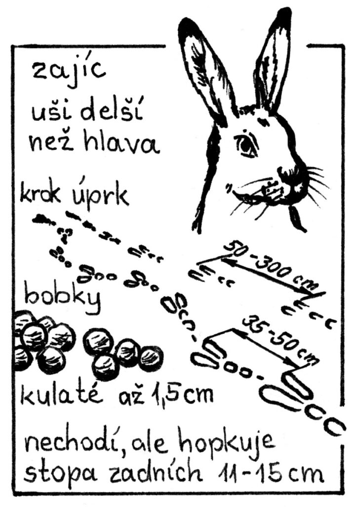 Stopy a začínající stopaři - Ostrov nápadů