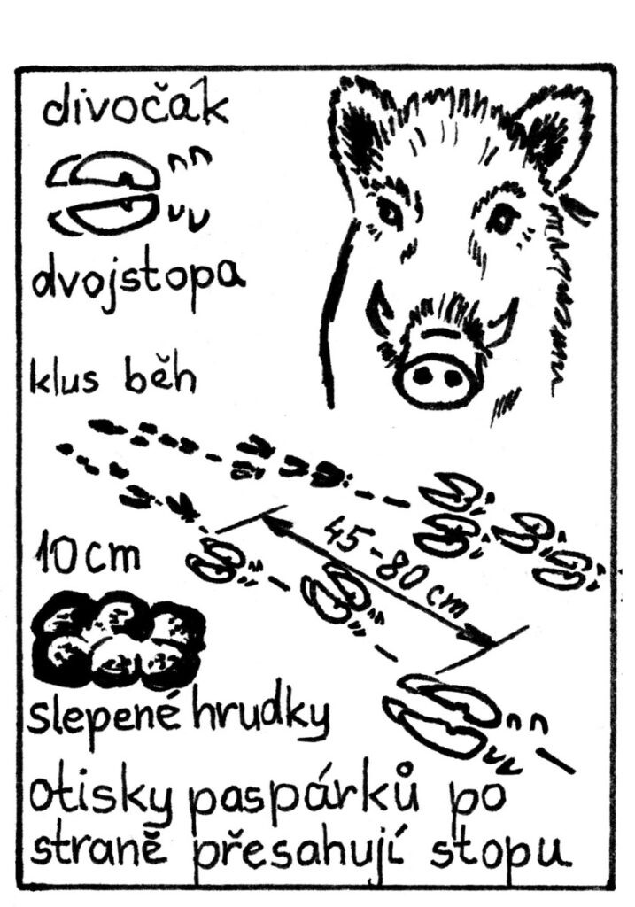 Další stopy pro začínající stopaře - Ostrov nápadů